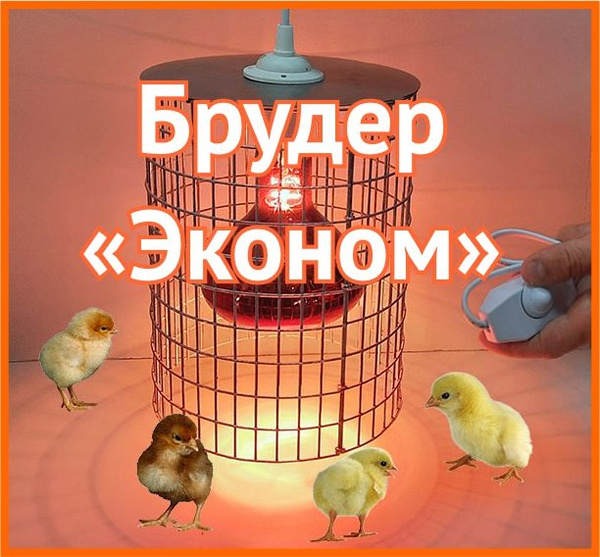 Брудерная сетка для цыплят "Эконом" - купить с доставкой по выгодным ...