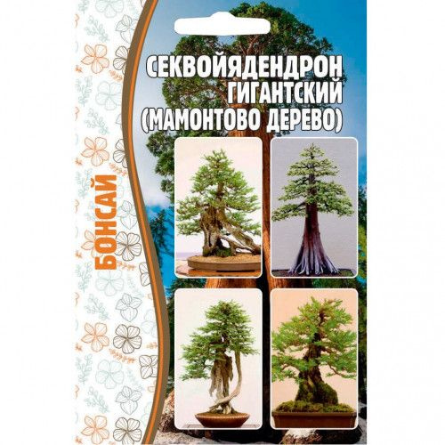 Секвойя Редкие семена Елки_Редкие_СадКМВ - купить по выгодным ценам в ...