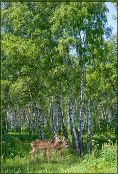 Фотообои бумажные глянцевые Русские березы олени/ 41 (4 л.) Тула / 134*196 купить на OZON по ...