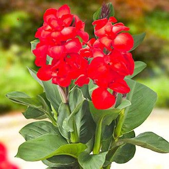 Луковицы Канны МастерСад купить по выгодной цене в интернет-магазине ...