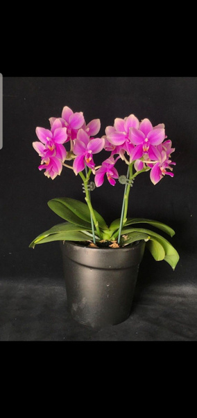 Oрхидея San-Ho Chanel/2.5 дюйма/на цветоносах/ароматная купить на OZON ...