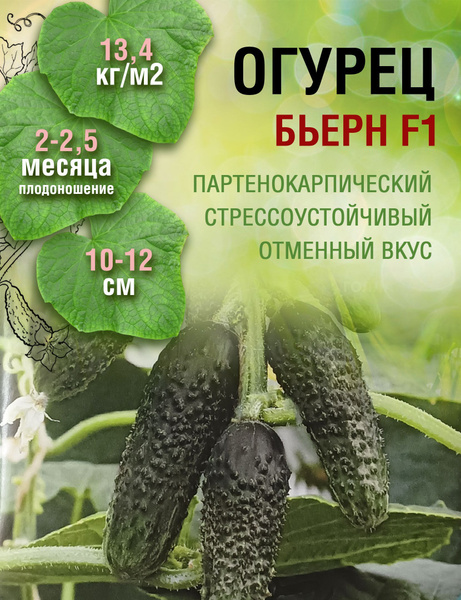 Огурцы Enza Zaden Бьерн - купить по выгодным ценам в интернет-магазине ...