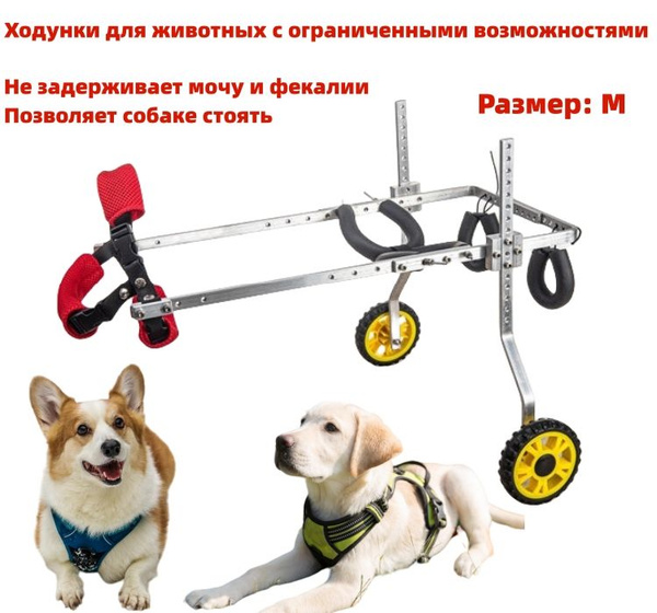 Домашние животные с проблемами задних лап и полностью парализованные ...