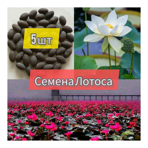Лотос Лотос - купить по выгодным ценам в интернет-магазине OZON ...