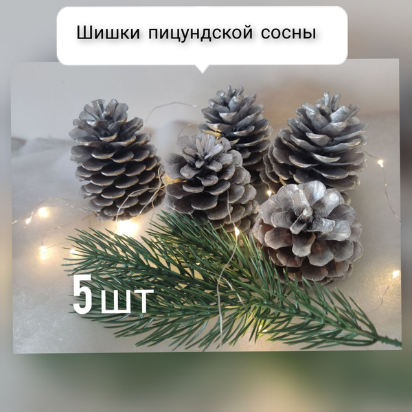 Натуральные шишки пицундской сосны - купить с доставкой по выгодным ...
