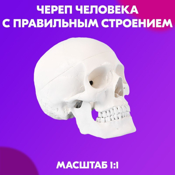 Череп анатомический, масштаб 1:1 - купить с доставкой по выгодным ценам ...