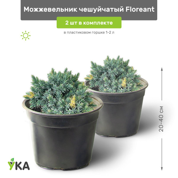 Можжевельник чешуйчатый Floreant (Флореант) 20-40 см в пластиковом ...