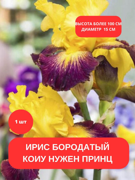 Корни Ириса, многолетние цветы купить на OZON по низкой цене (1160609332)