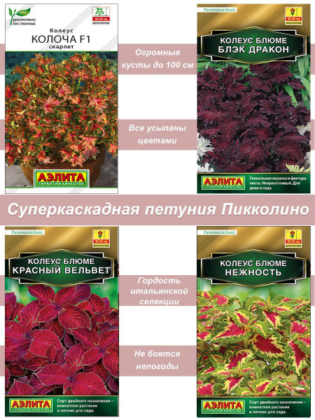 Колеусы Агрофирма Аэлита Комнатные цветы - купить по выгодным ценам в ...