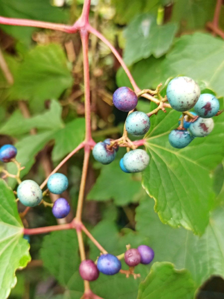 Виноград Бамбук Shop Лианы. - купить по выгодным ценам в интернет ...