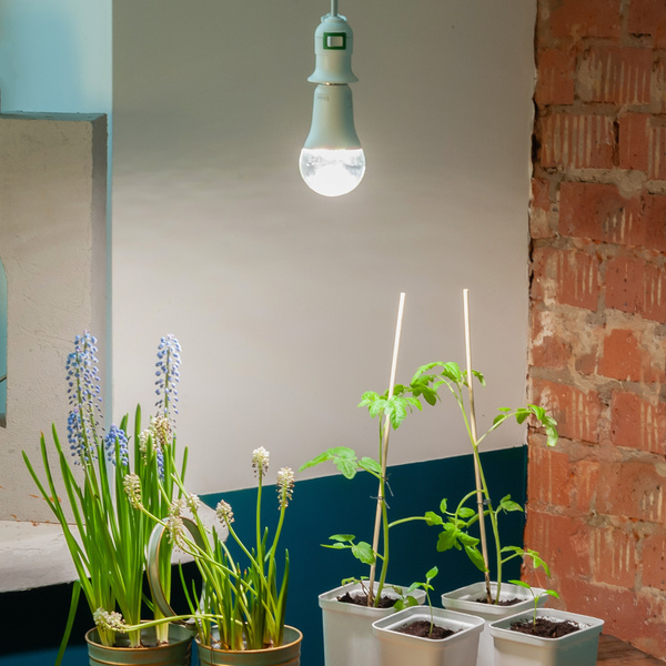 Фитосветильник (фитолампа) LED-A60-15W/SPFB/E27/CL PLP30WH Спектр для фотосинтеза - купить с ...