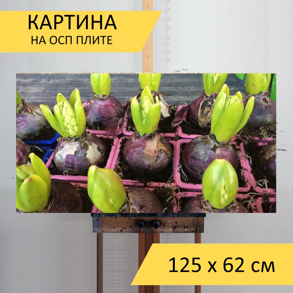 Картина "Гиацинт, цветочная луковица, весна" для интерьера на стену ...