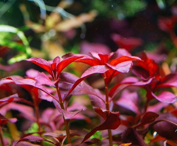 Людвигия SUPER RED MINI 10 веток, живое растение - купить с доставкой ...