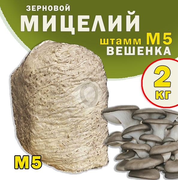 Мицелий грибов вешенка зерновой (штамм М5) - 2 кг. - купить по выгодным ...
