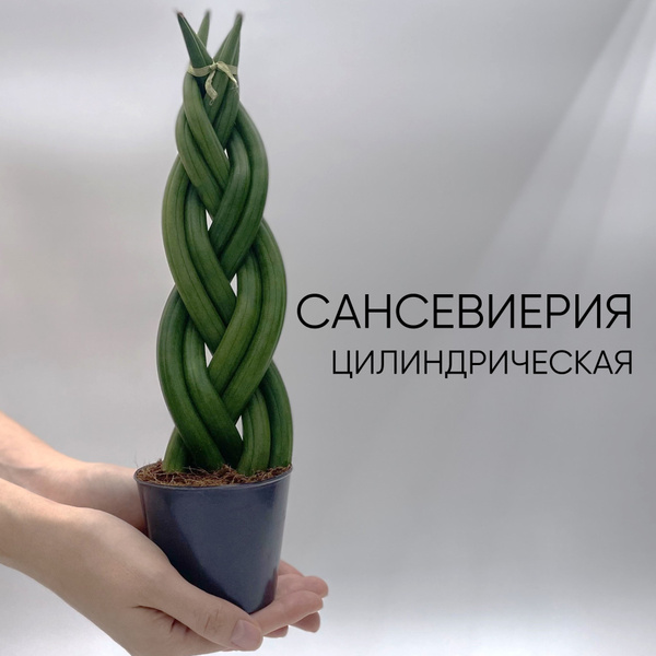 Сансевиерия, Драцена Зеленая Сансевиерия Цилиндрическая в сером горшке ...