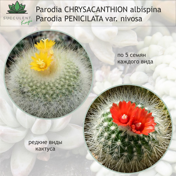 Кактус Cactus - купить по выгодным ценам в интернет-магазине OZON ...