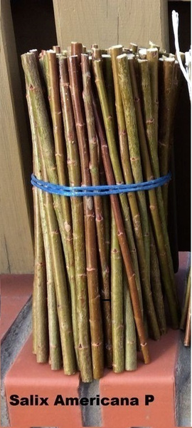 Саженцы ивы американки польской SALIX AMERICANA P купить на OZON по низкой цене (238840911)