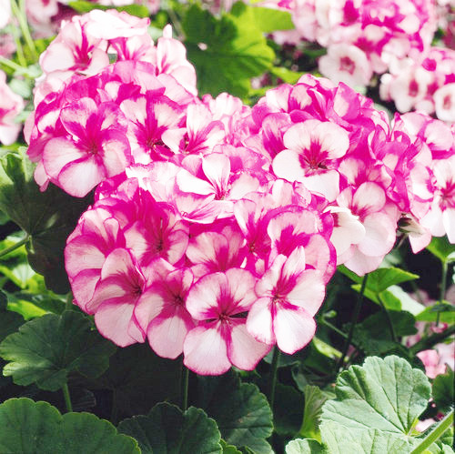 Пеларгонии (Герань) Дом семян 46-PELARGONIA_светло-розовый_фуксия_F1 ...