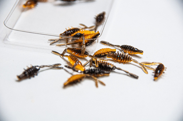 Силиконовая приманка Bukashka 2,5см (20шт) цвет: Black-Orange(UV ...