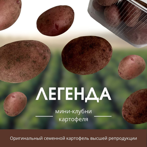Клубни Картофель Меристема купить по выгодной цене в интернет-магазине ...