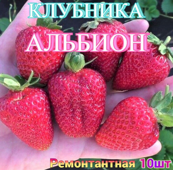 Клубника Альбион, ремонтантная 10шт, саженцы - купить с доставкой по ...