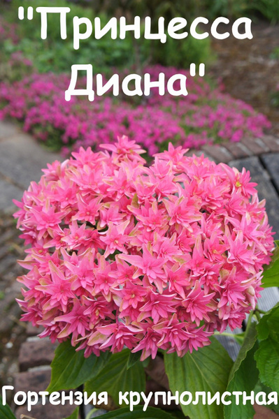 "Принцесса Диана" гортензия крупнолистная - купить с доставкой по ...