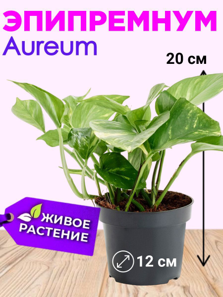 Эпипремнум Планета лета зеленый, 12 дм - купить по выгодной цене в ...