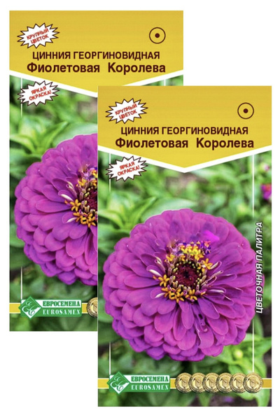 Циния, Циннии Евросемена Однолетники_2_Цинния георгиновидная ФИОЛЕТОВАЯ ...
