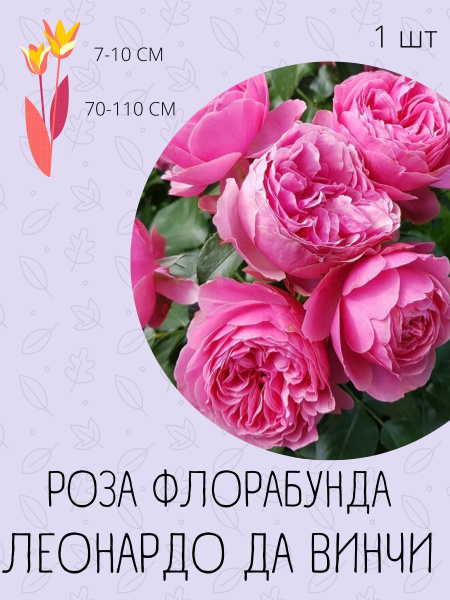 Роза карликовая/Саженец розы - купить с доставкой по выгодным ценам в ...