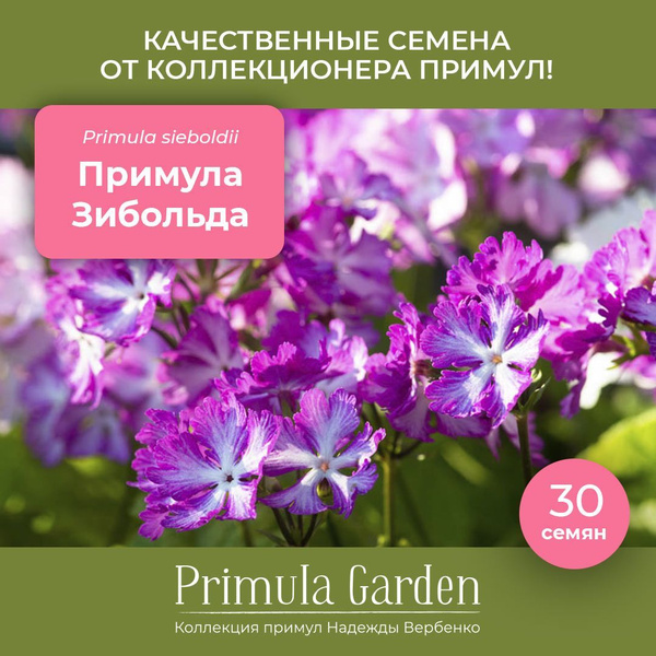 Примулы Primula Garden Примула Зибольда - купить по выгодным ценам в ...