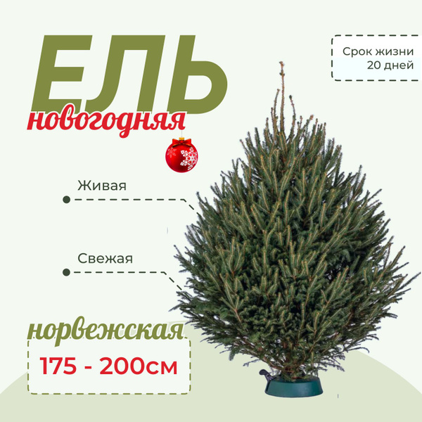 Elki home Елка живая, 175-200 см - купить с доставкой по выгодным ценам ...