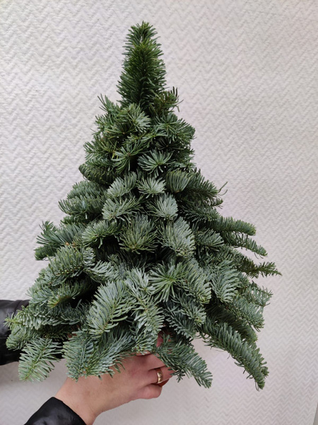 Елка живая JUM FLOWER - купить с доставкой по выгодным ценам в интернет ...