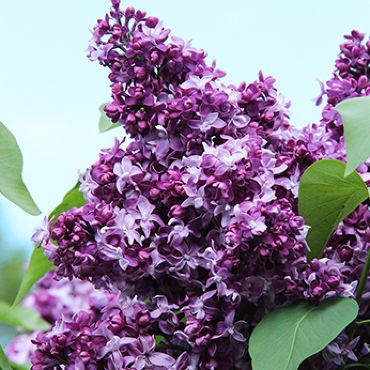 Сирень обыкновенная Изобилие - купить с доставкой по выгодным ценам в ...