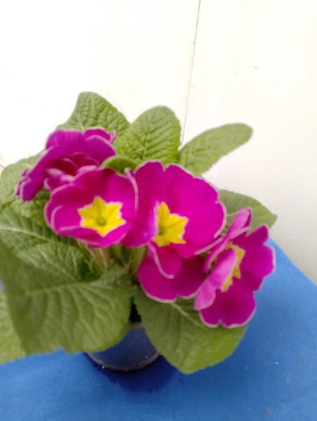 Купить Примула крупноцветковая по выгодной цене в интернет-магазине ...