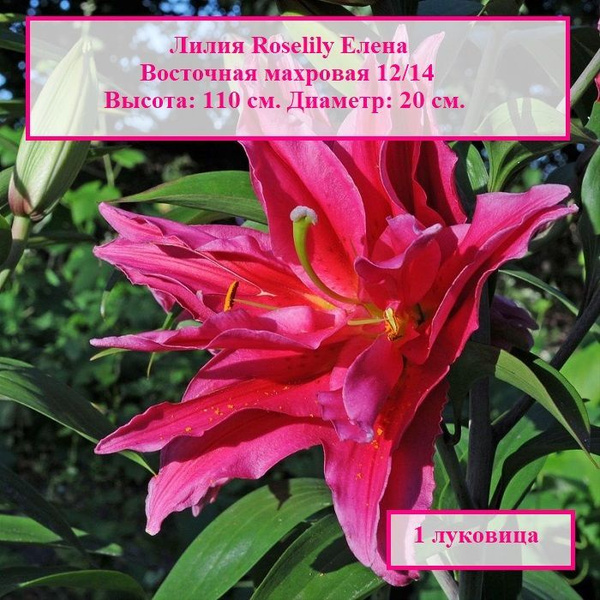Лилия восточная махровая Roselily Елена (1 луковица) купить на OZON по ...