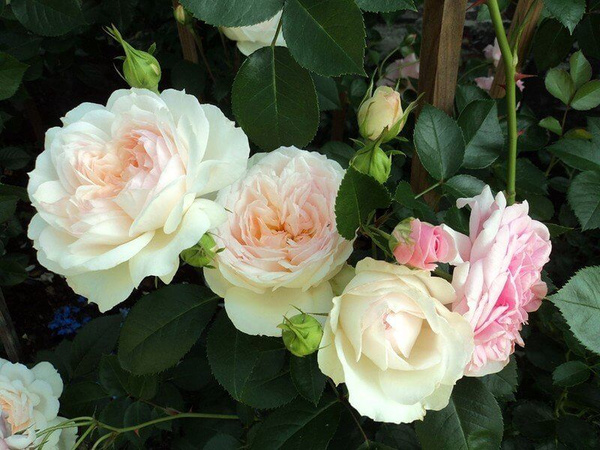 Роза Stephanie Baronin zu Guttenberg (Стефани Баронин цу Г) - купить с ...