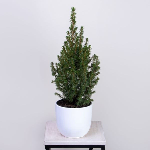 Вопросы и ответы о Ель Коника (D-15, Н-50) – OZON (1326883188)