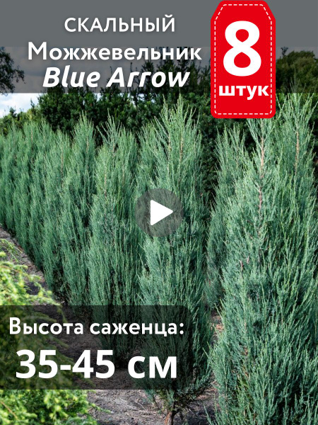 Саженец можжевельника Блю Эрроу скальный Р9 - 8 штук - купить с ...