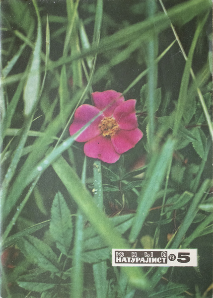 Журнал "Юный натуралист". № 5, 1973 купить на OZON по низкой цене (643415938)