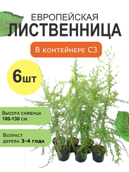 Лиственница европейская. Комплект из 6 штук саженцев с закрытой ...