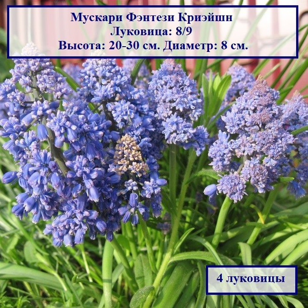 Луковицы Мускари COLORLINE купить по выгодной цене в интернет-магазине ...