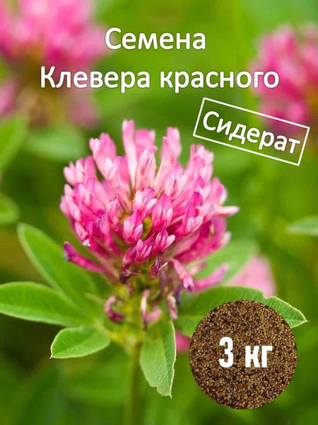 Клевер Кормушка_бобовые - купить по выгодным ценам в интернет-магазине ...