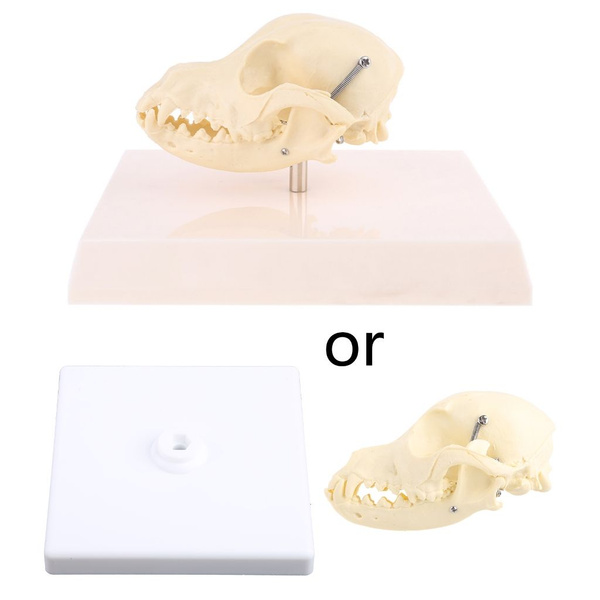Модель черепа собаки купить на OZON по низкой цене (1758971179)