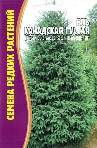 Ель Редкие семена Ель Аянская, 10шт - купить по выгодным ценам в ...