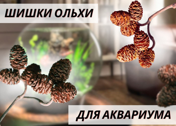 Шишки ольхи для аквариума ольховые соплодия. Средство для создания ...