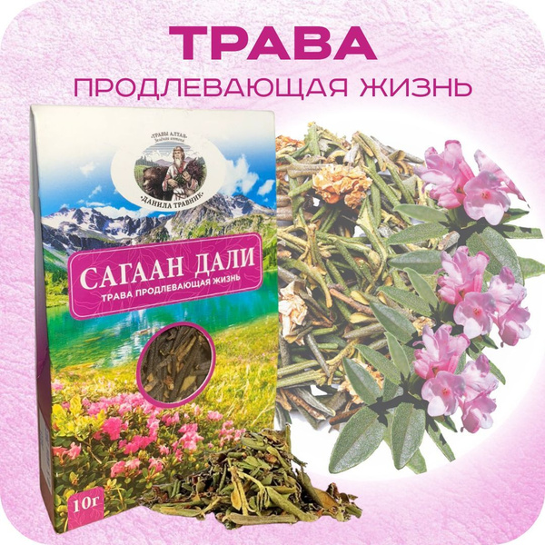 Саган-Дайля (Сагаан-Дали), трава, продлевающая жизнь, Рододендрон ...