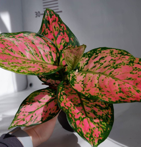 Аглаонема Orchid22 1 куст - Аглаонема Spotted Star, 12 дм, 1 шт ...