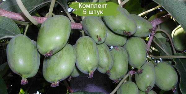 Комплект 5шт / Актинидия Киевская крупноплодная - купить с доставкой по ...