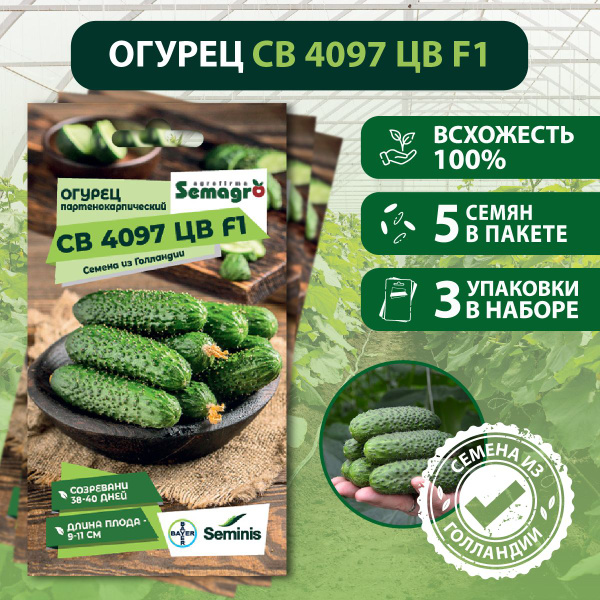 Огурцы Seminis Цветы Семена Огурец партенокарпик 4097 F1 3 пакета
