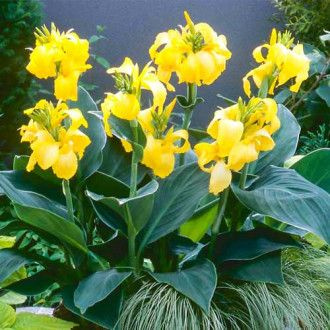 Луковицы Канны МастерСад купить по выгодной цене в интернет-магазине ...